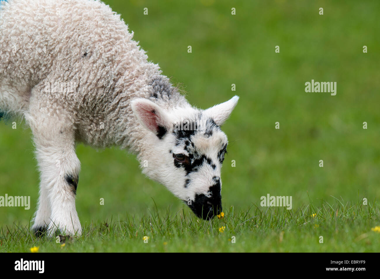 Swaledale lamb hi-res stock photography and images - Alamy