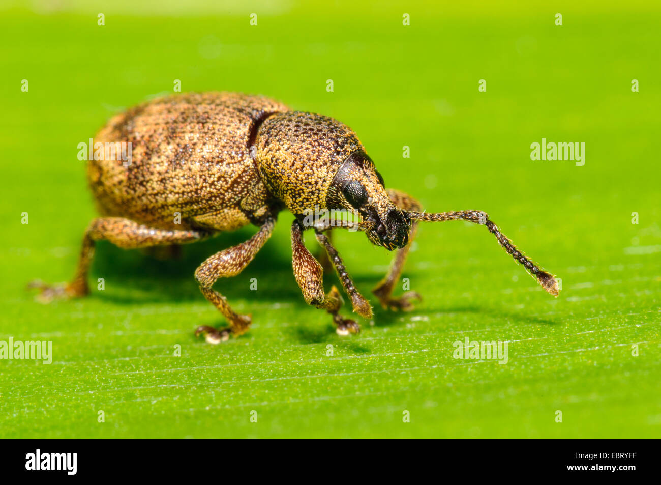 Vine weevil hi-res stock photography and images - Alamy