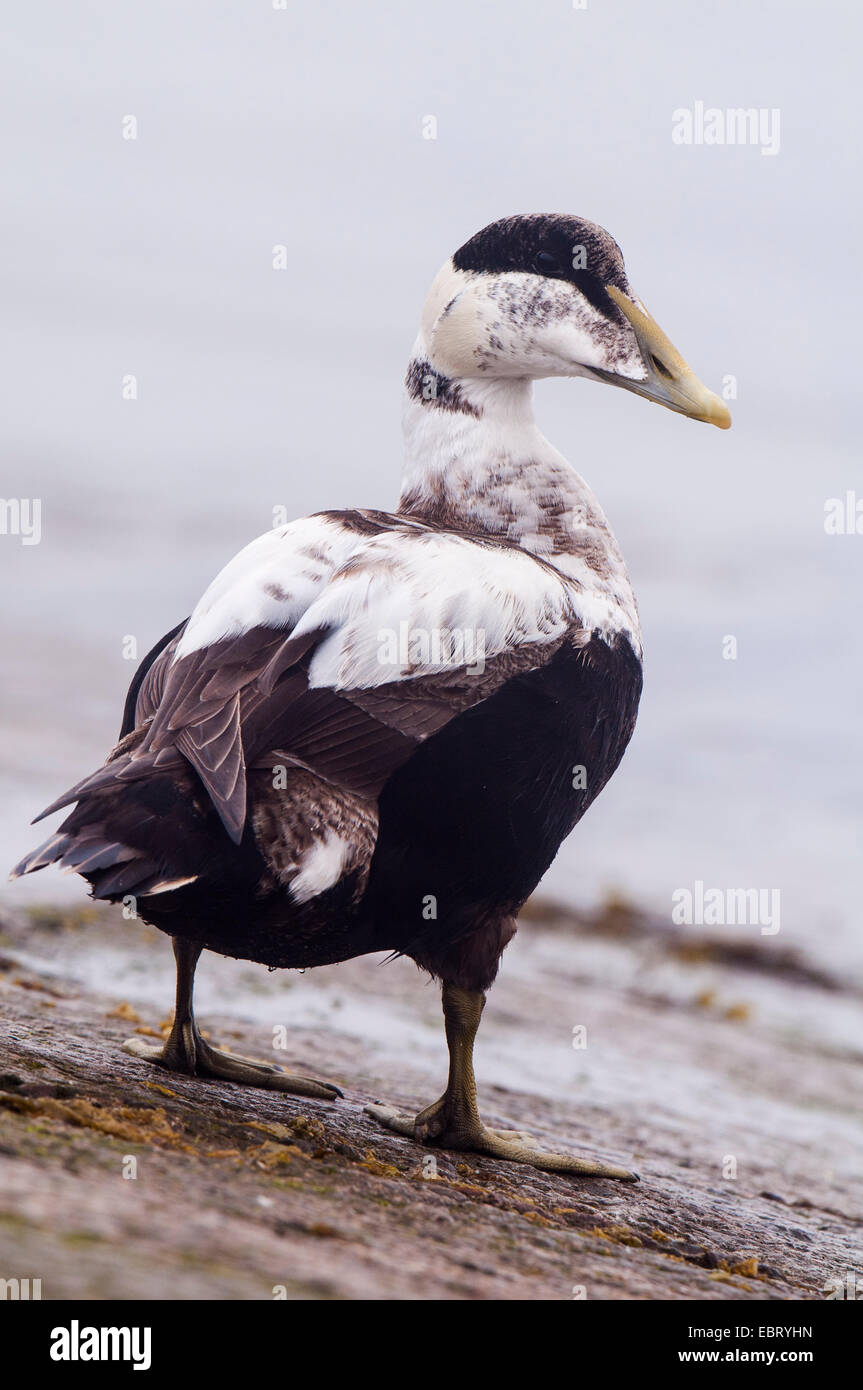 Adult bird in eclipse plumage hi-res stock photography and images - Alamy