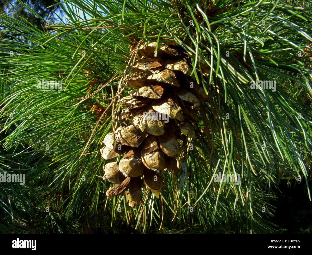 Western white pine pinus monticola hi-res stock photography and images ...