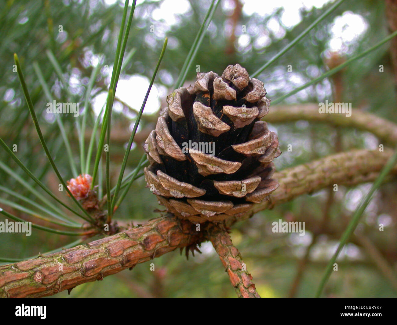 Chinese pine, Chinese Red Pine (Pinus tabuliformis, Pinus tabulaeformis ...