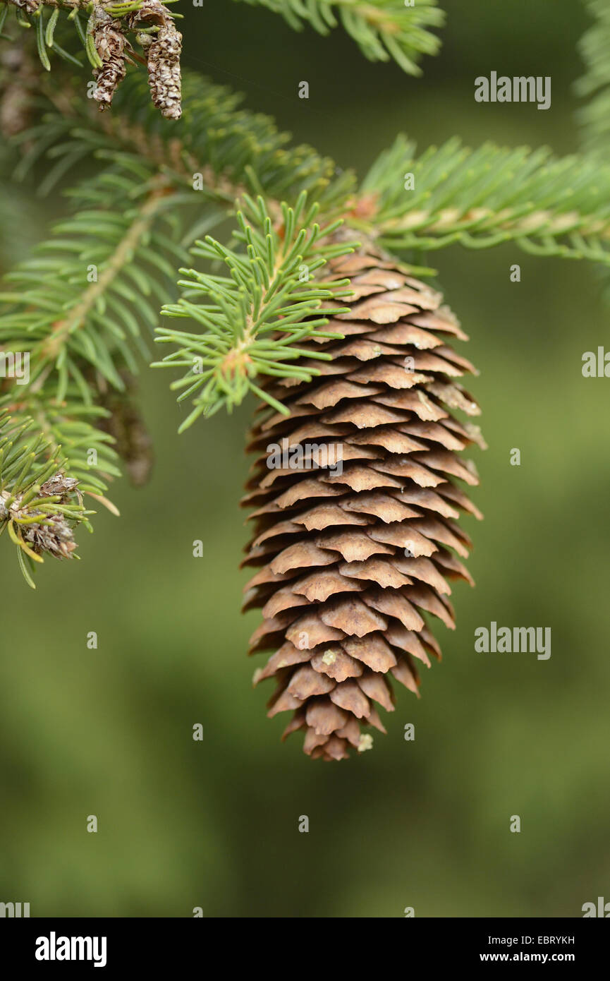 Norway spruce cone hi-res stock photography and images - Alamy