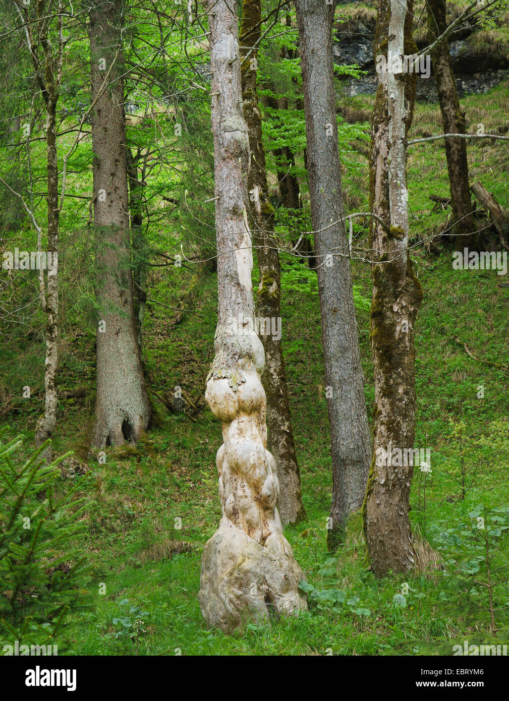 Norway spruce (Picea abies), dead spruce trunk, Germany, Bavaria ...