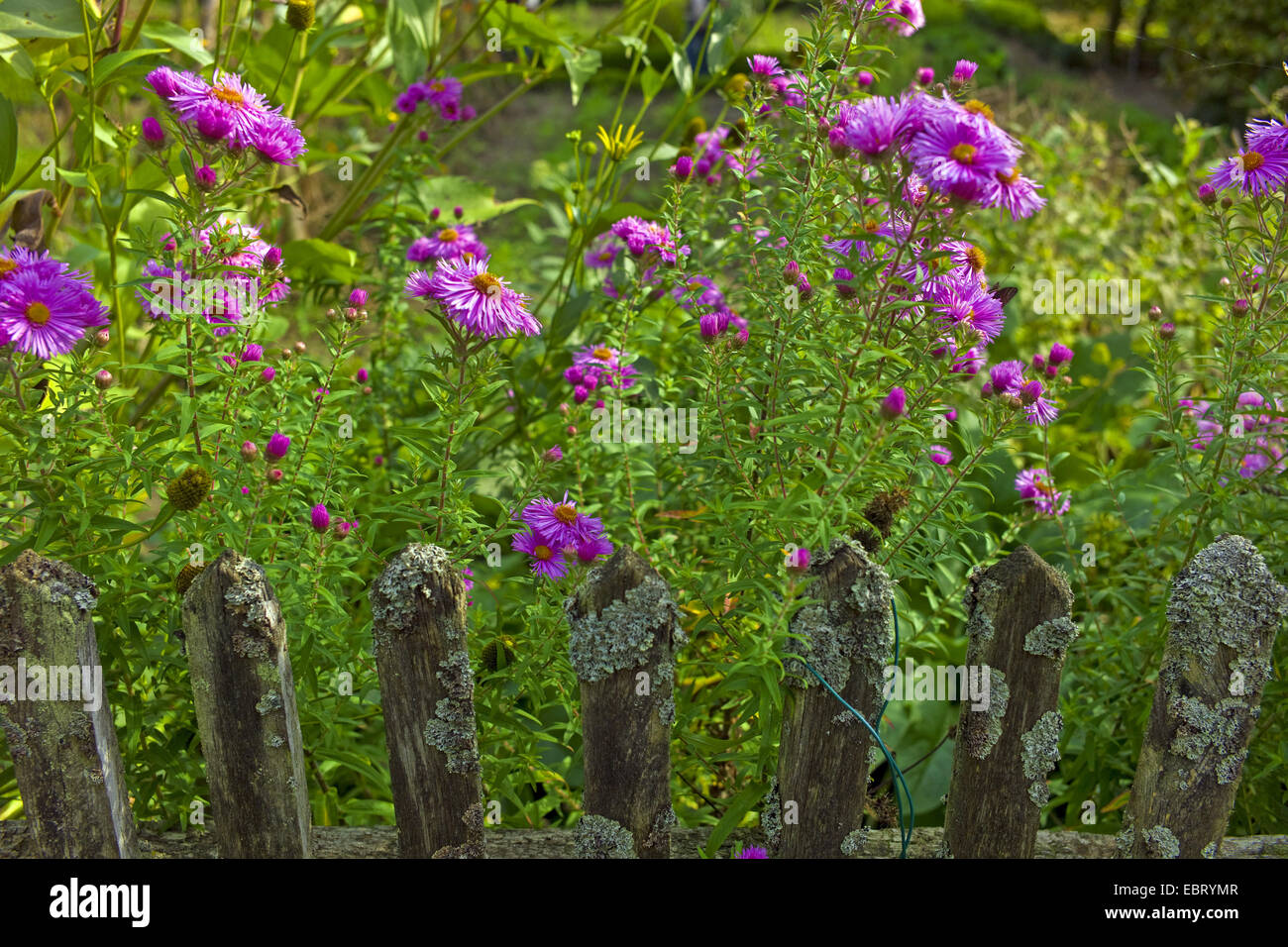 new england aster (Aster novae-angliae), asters in garden, Germany ...