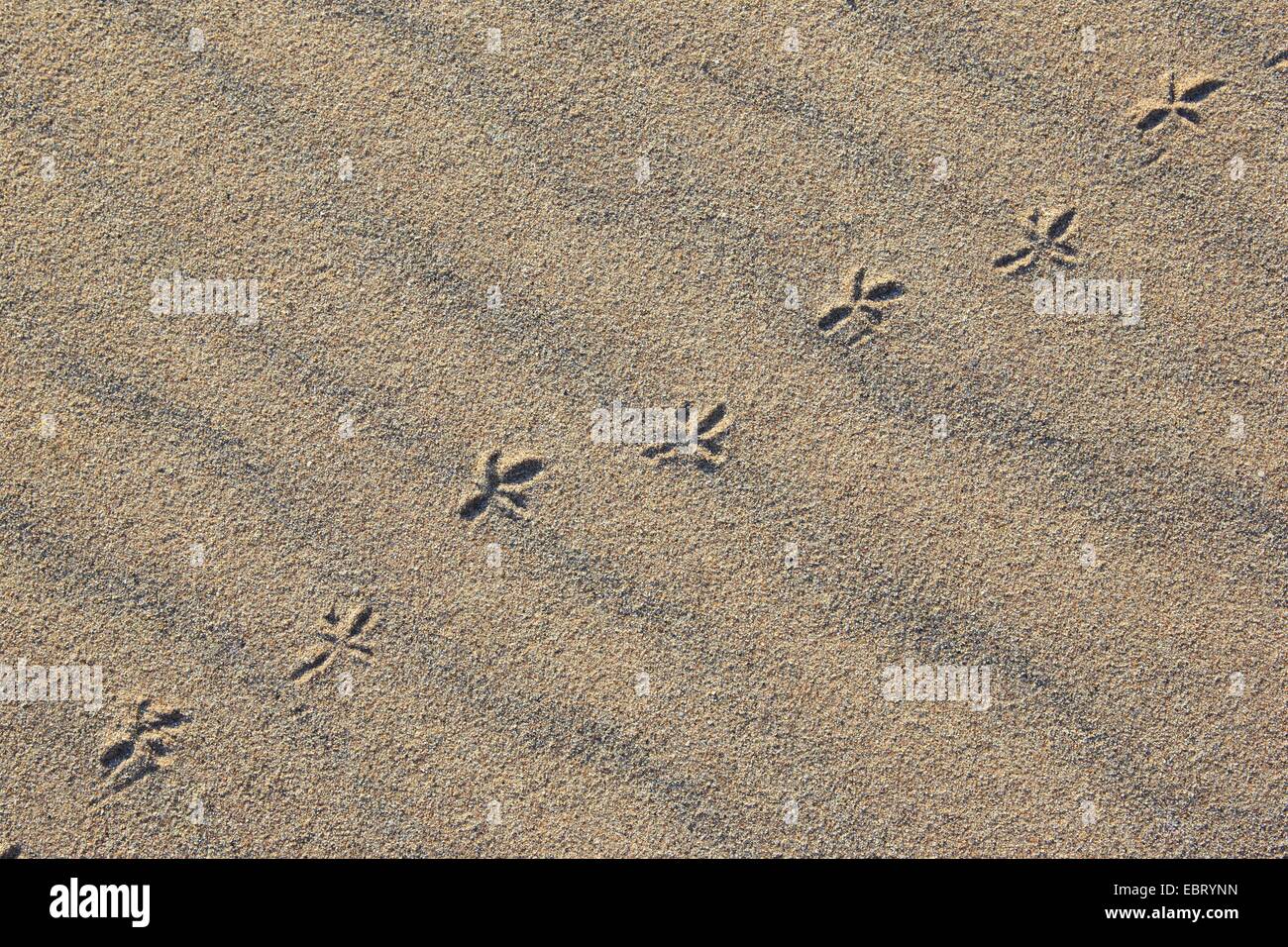 bird tracks in the sand, United Kingdom, Scotland Stock Photo - Alamy