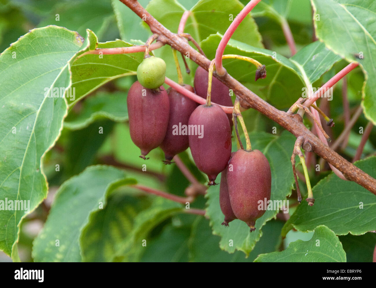 Tara Vine, Bower Actinidia, Mini Kiwi (Actinidia arguta 'Kiwai Rouge ...