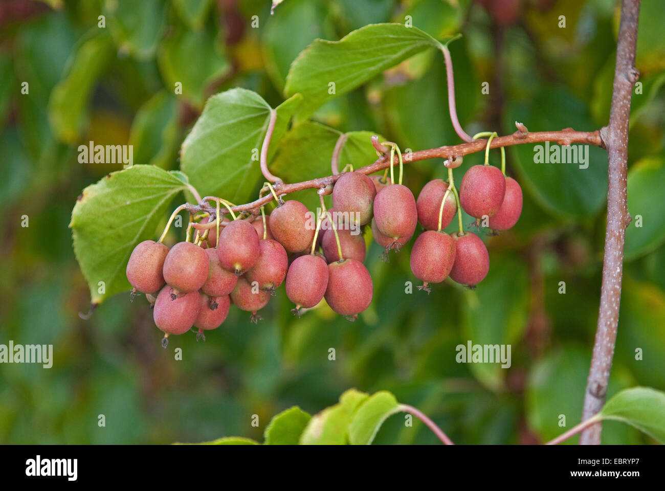 Tara Vine, Bower Actinidia, Mini Kiwi (Actinidia arguta 'Ken's Red ...