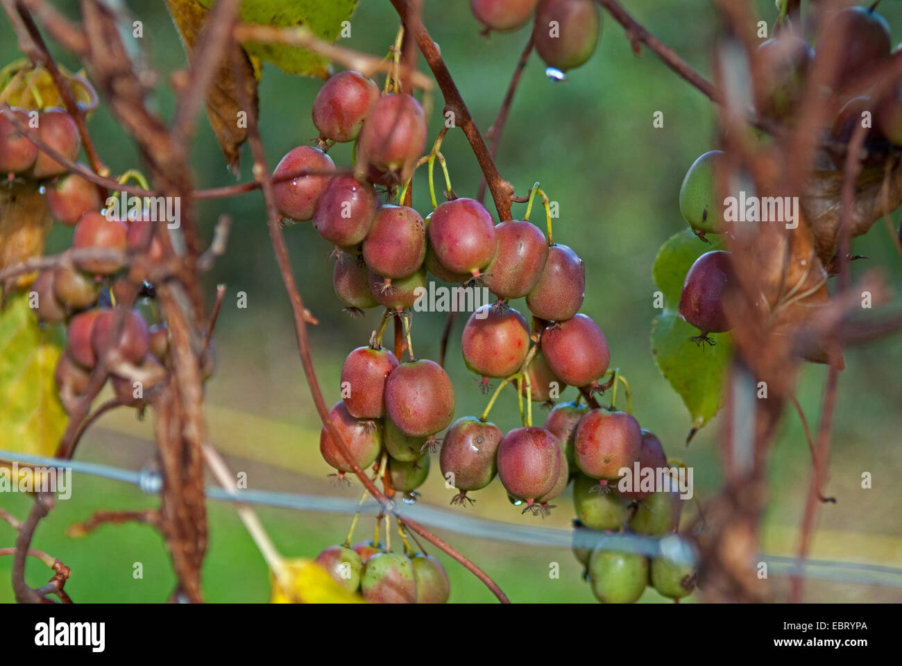 Actinidia Arguta Autumn High Resolution Stock Photography and Images ...