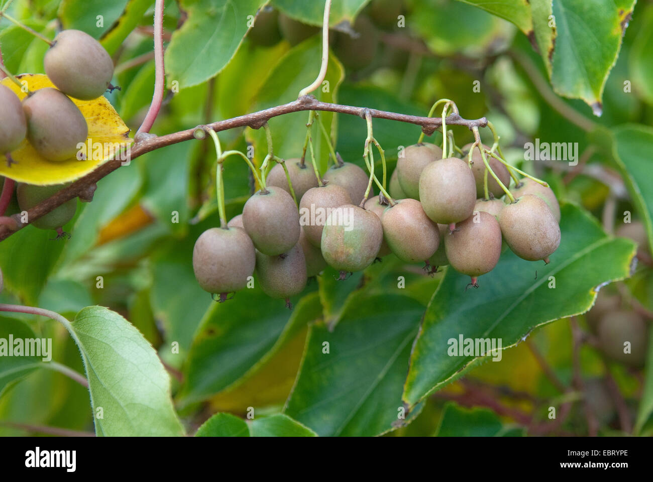 Tara Vine, Bower Actinidia, Mini Kiwi (Actinidia arguta 'Maki ...