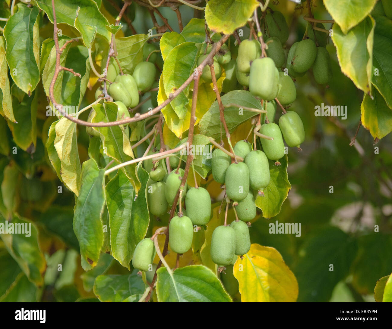 Tara Vine, Bower Actinidia, Mini Kiwi (Actinidia arguta 'Ambrosia ...