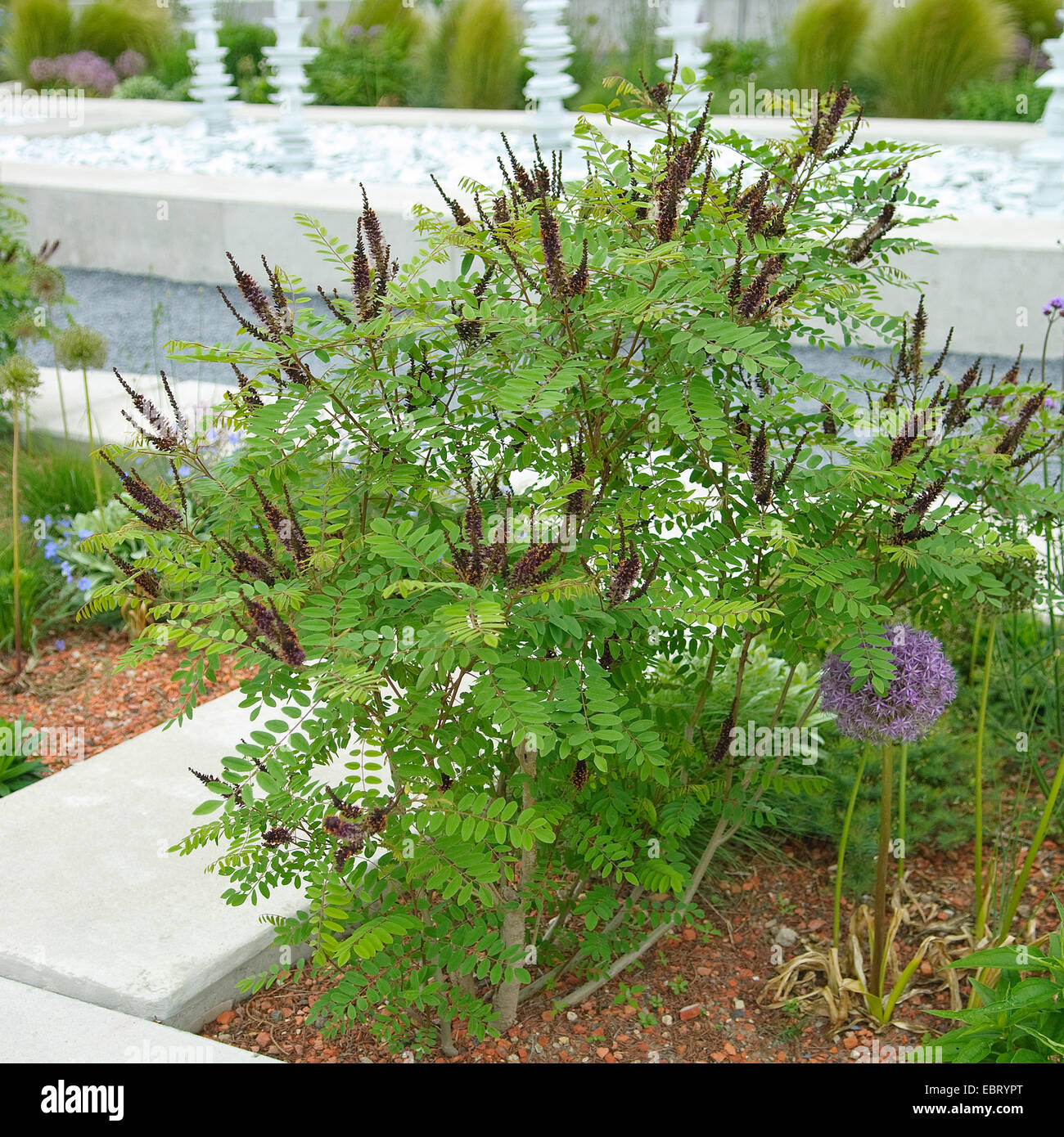Desert Wild Indigo False Indigo Bush (amorpha Fruticosa) 1 2 Year Old