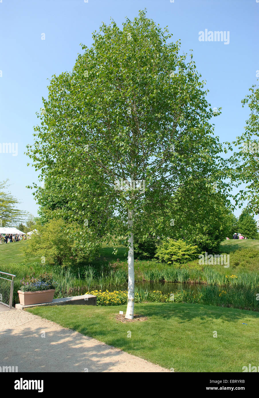 downy birch (Betula utilis 'Doorenbos', Betula utilis Doorenbos ...
