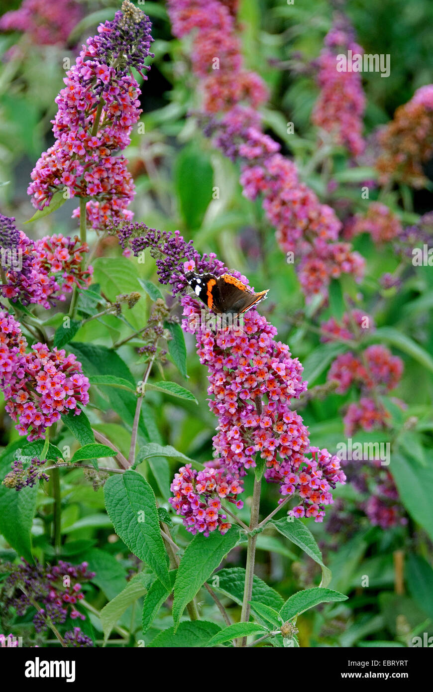 Butterfly bush, Violet butterfly bush, Summer lilac, Butterfly-bush ...