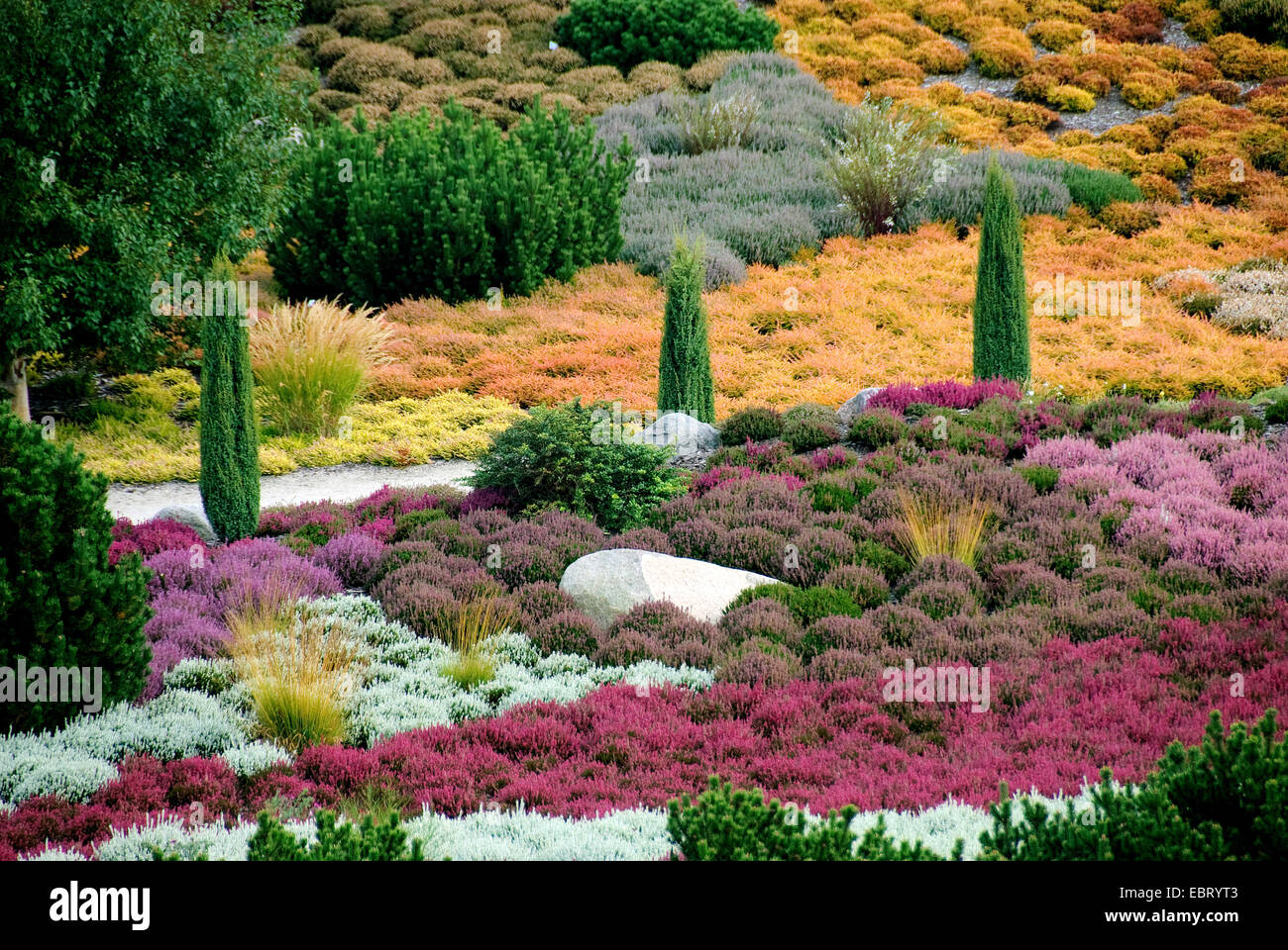 heather, ling (Calluna vulgaris), heath garden, Germany, Findlingspark ...