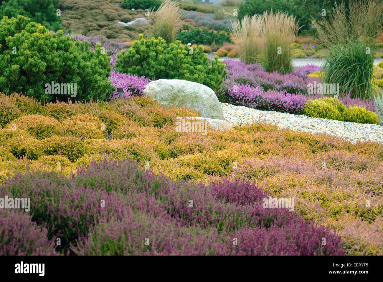 heather, ling (Calluna vulgaris 'Firefly', Calluna vulgaris Firefly ...