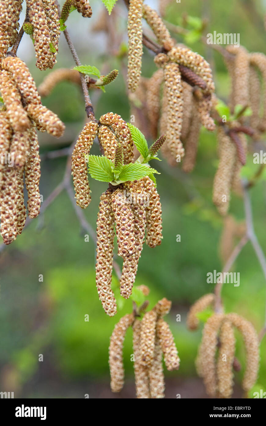 downy birch (Betula utilis 'Doorenbos', Betula utilis Doorenbos ...