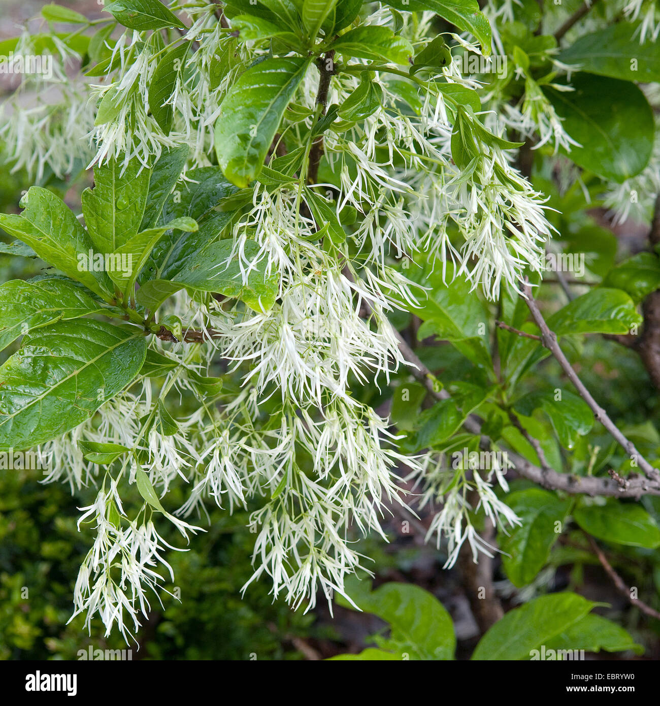 Amaerican Fringe Tree (Chionanthus virginica, Chinanthus virginicus ...