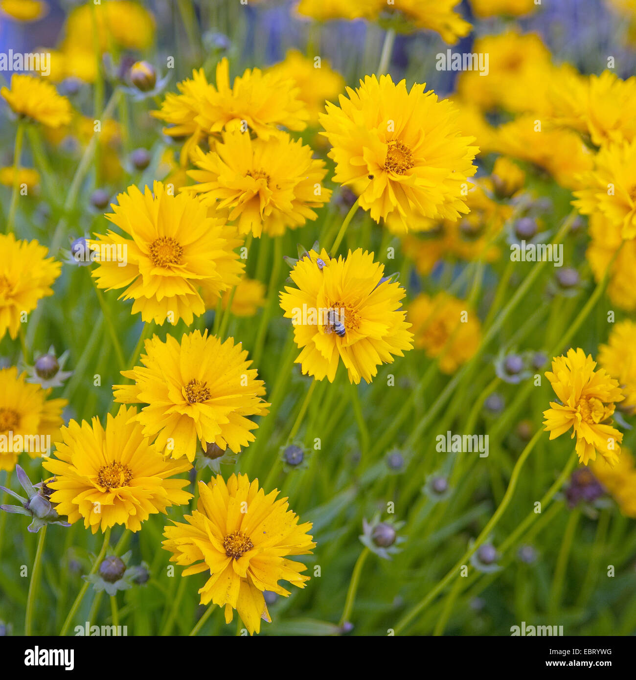 Coreopsis Grandiflora Tickseed