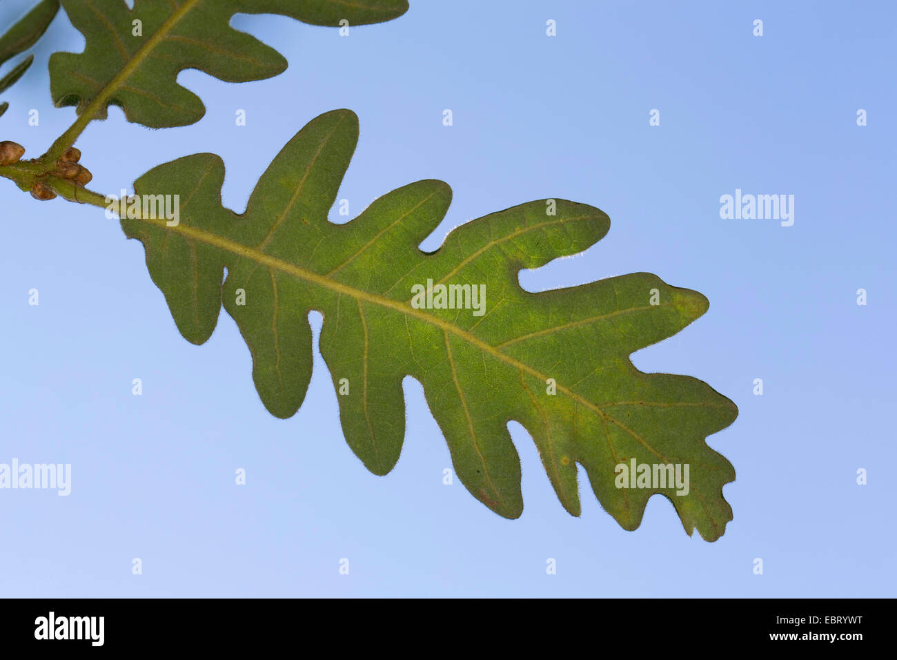 Pyrenean Oak (Quercus pyrenaica), leaf against blue sky Stock Photo - Alamy