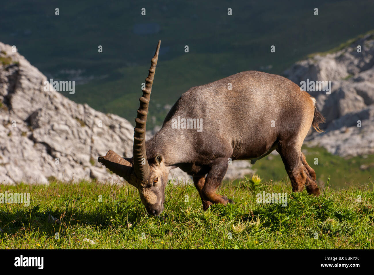 Alpine ibex (Capra ibex, Capra ibex ibex), ibex on the feed with broken ...