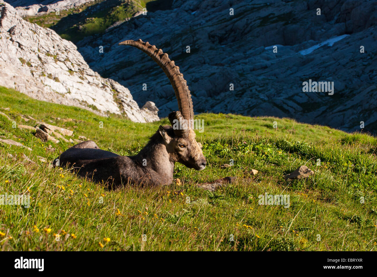 Broken horn rests hi-res stock photography and images - Alamy