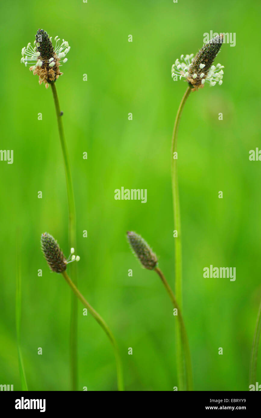 buckhorn plantain, English plantain, ribwort plantain, rib grass ...