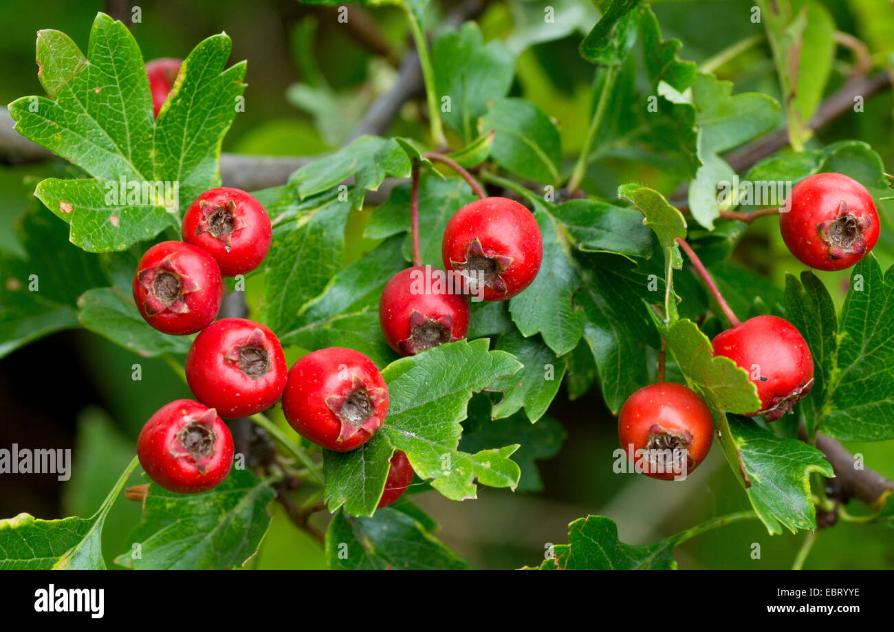 common hawthorn, singleseed hawthorn, English hawthorn (Crataegus ...