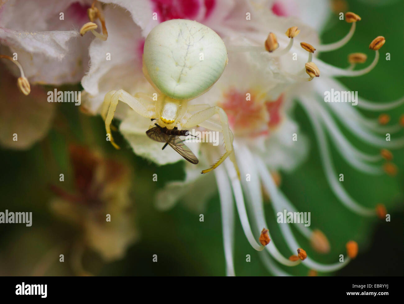 common horse chestnut (Aesculus hippocastanum), crab spider on chestnut ...