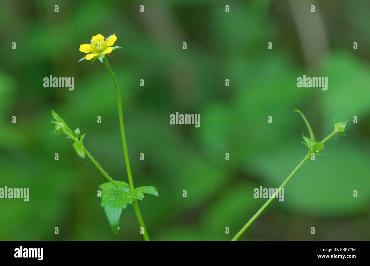 common avens, wood avens, clover-root (Geum urbanum), blooming, Germany ...