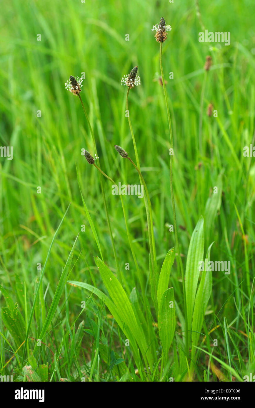 buckhorn plantain, English plantain, ribwort plantain, rib grass ...