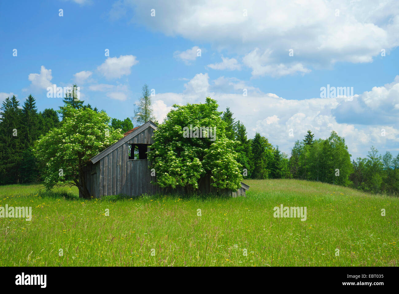 European black elder, Elderberry, Common elder (Sambucus nigra ...