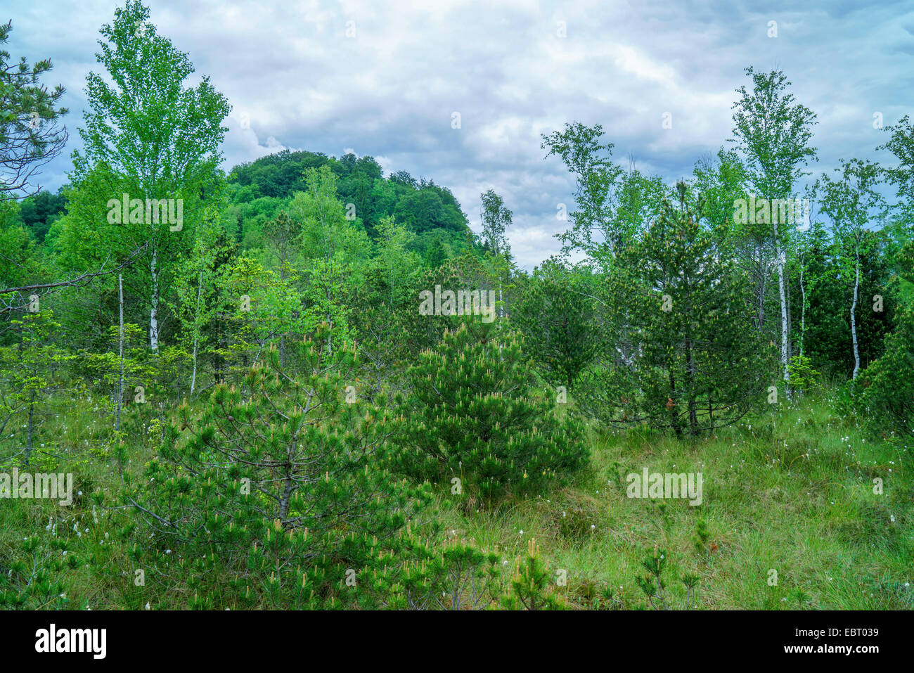 Beauty of conifers hi-res stock photography and images - Alamy