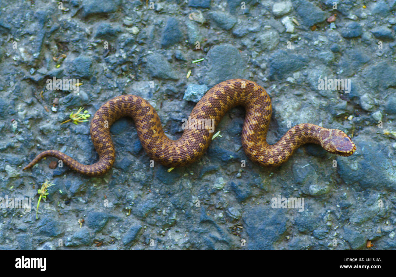 adder, common viper, common European viper, common viper (Vipera berus ...