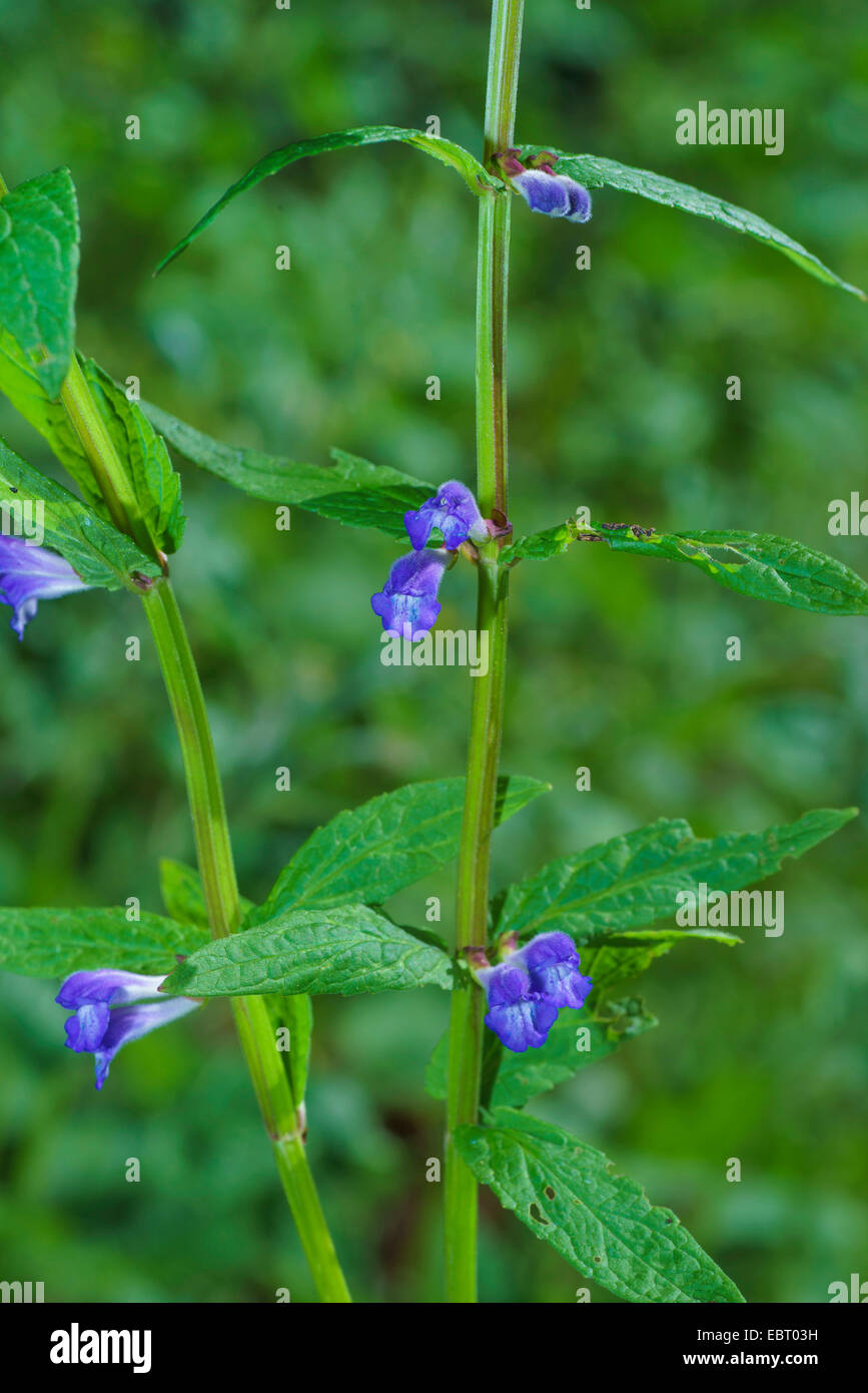 Common scullcap hi-res stock photography and images - Alamy