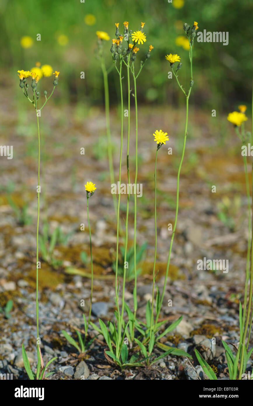 Tall hawkweed, Florence Hawkweed, King devil hawkweed, Glaucous King ...