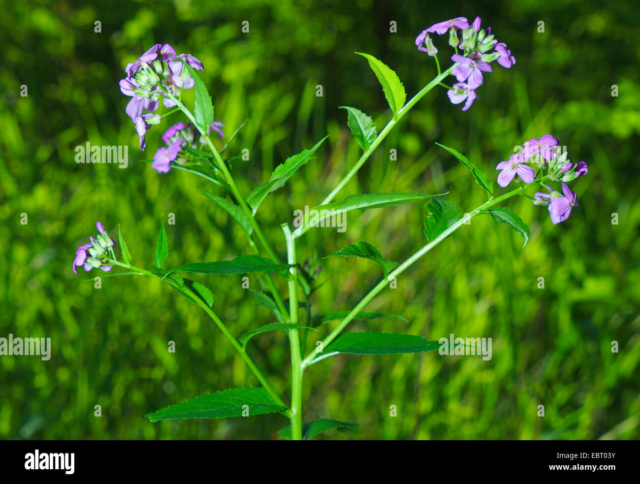 dame's-rocket, dame's-violet, garden rocket, Dame's rocket (Hesperis ...