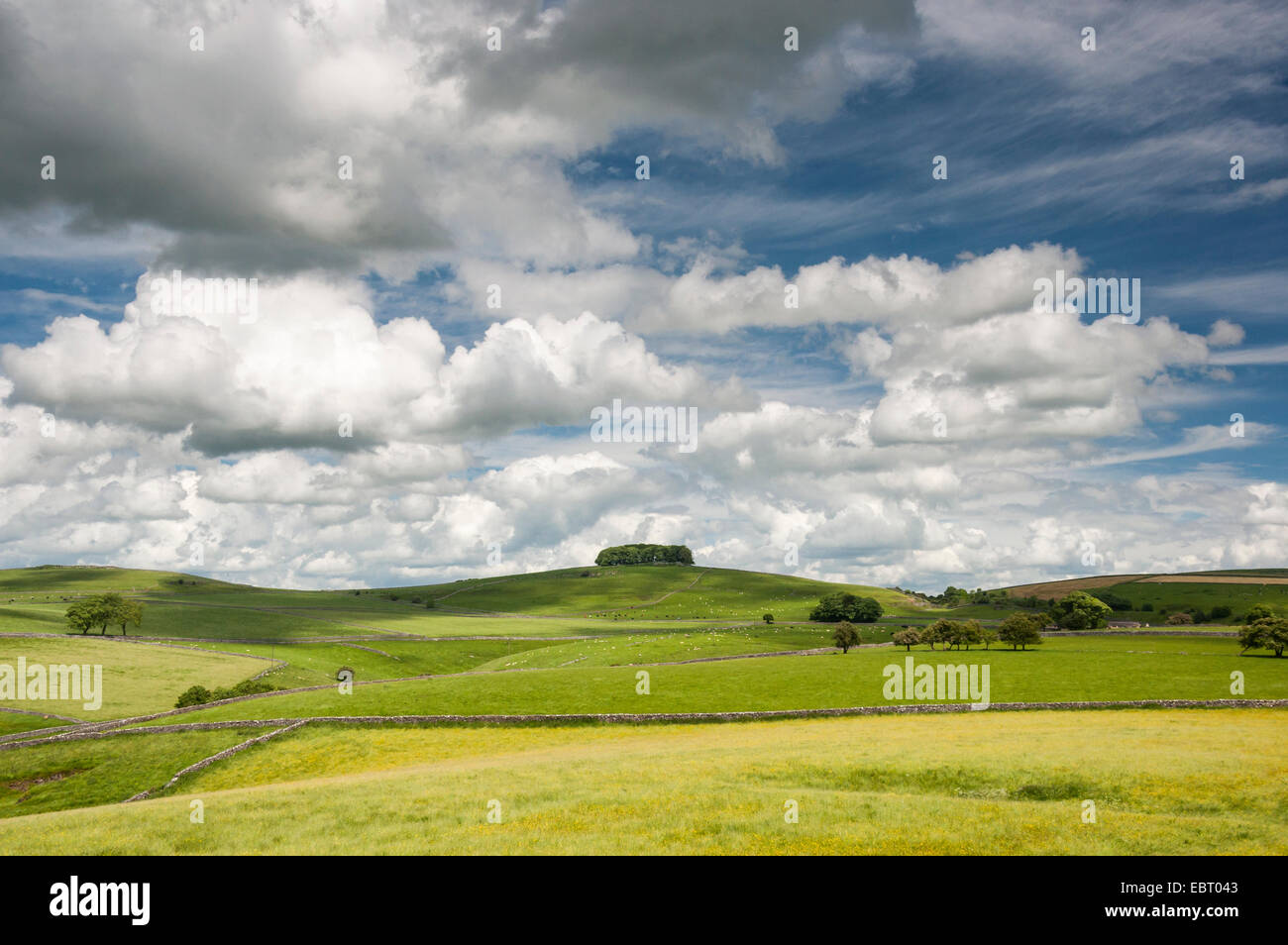 Group of hilltop trees hi-res stock photography and images - Alamy