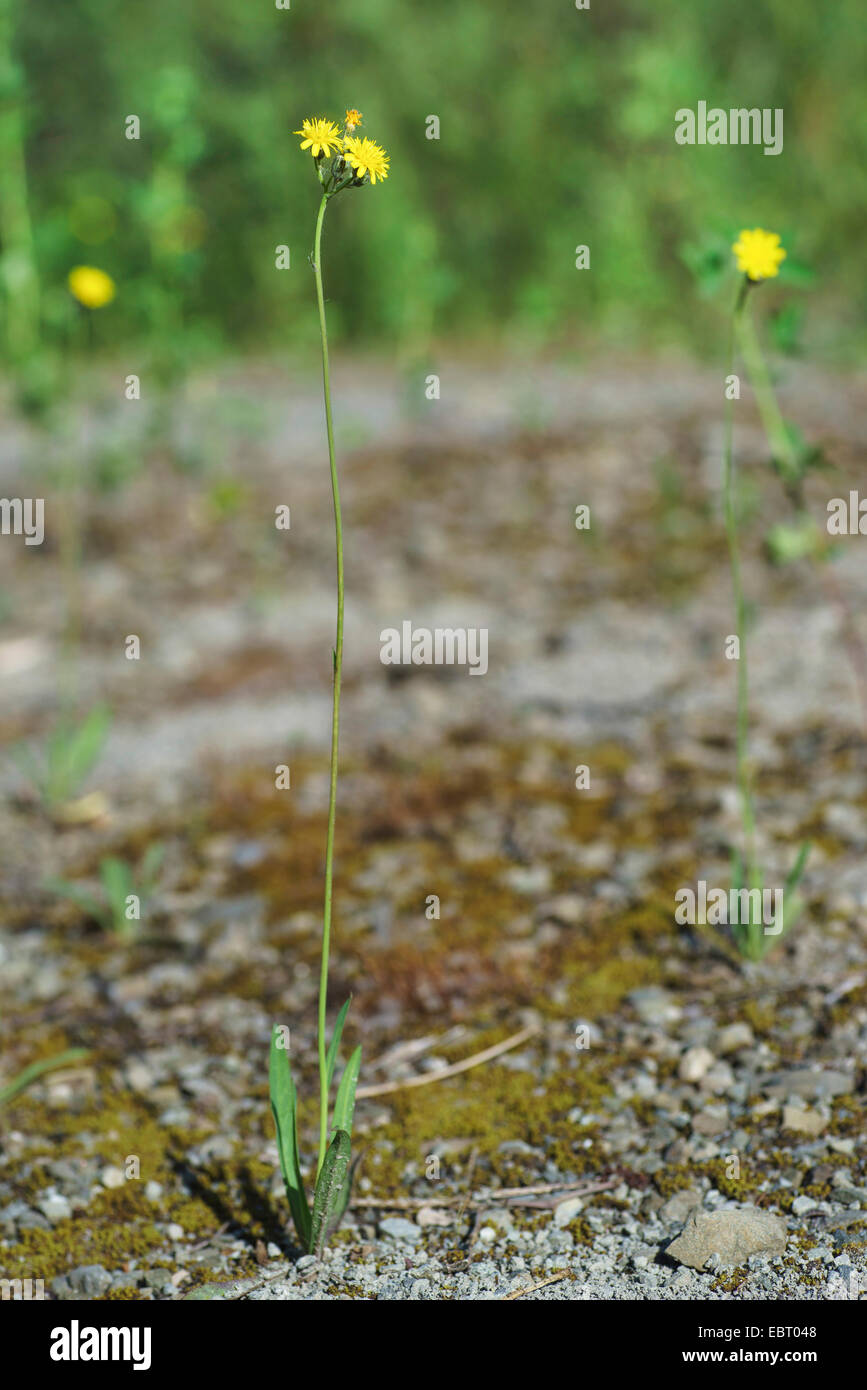 Hieracium piloselloides hi-res stock photography and images - Alamy