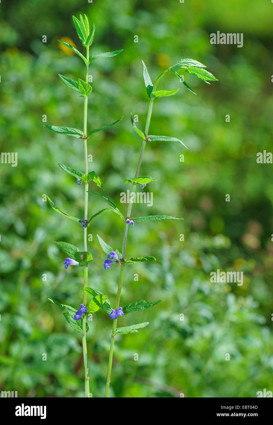 Common scullcap hi-res stock photography and images - Alamy