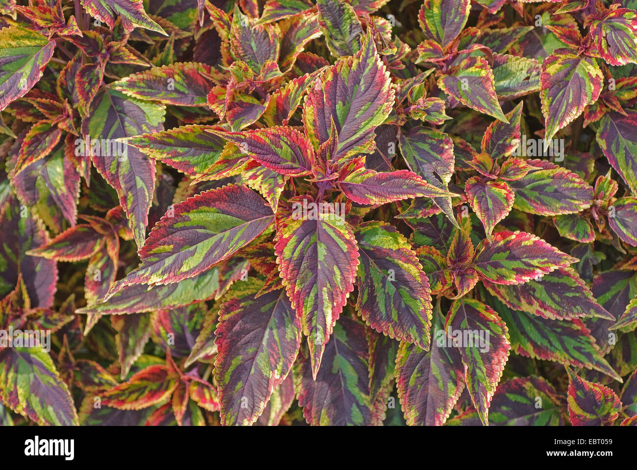 Coleus, Painted Nettle (Coleus blumei 'Combat', Coleus blumei Combat ...