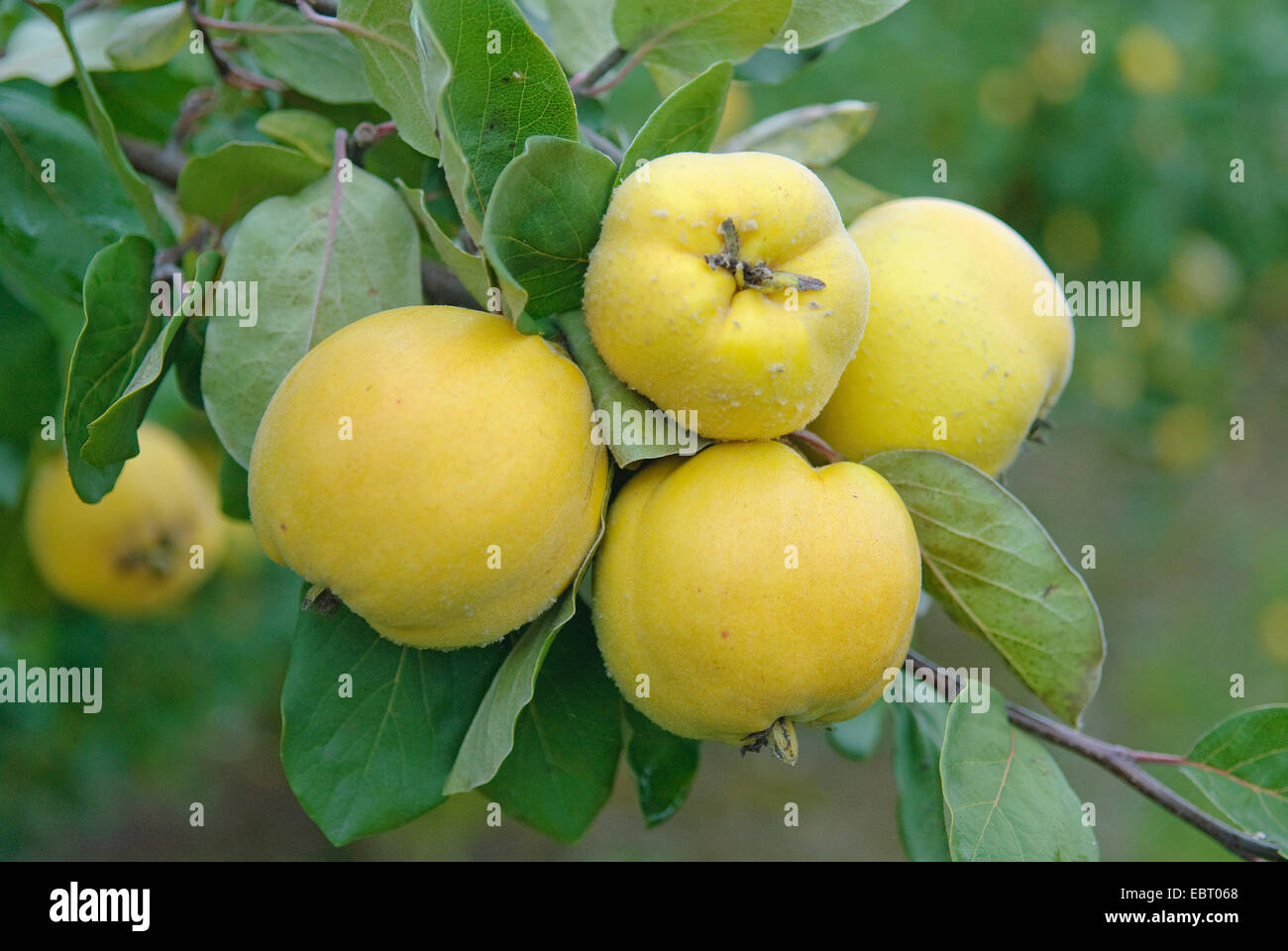 Common quince cydonia oblonga wudonia hi-res stock photography and ...