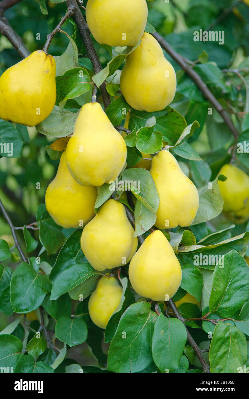common quince (Cydonia oblonga 'Champion', Cydonia oblonga Champion ...
