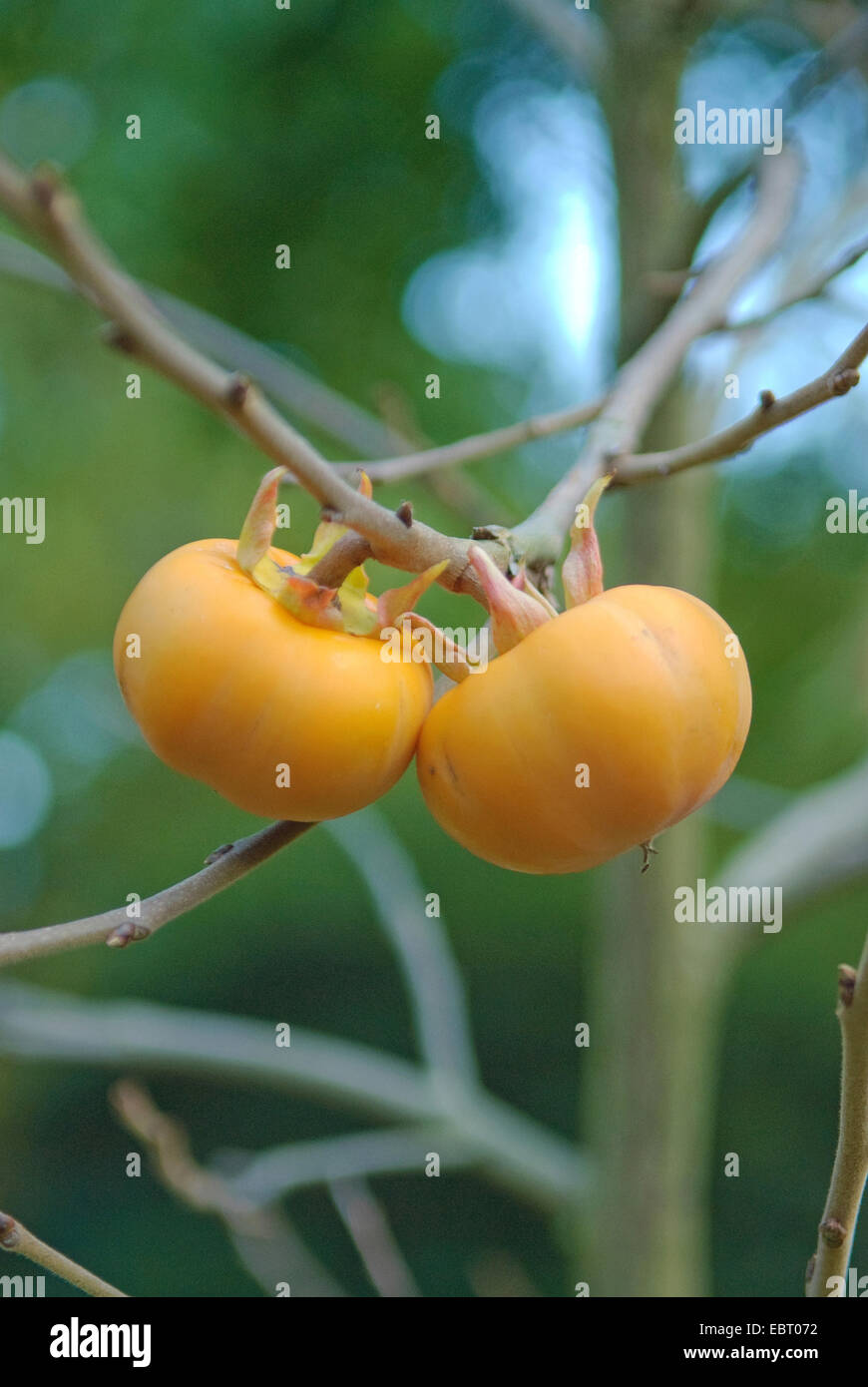 kaki plum tree, Japanese persimmon (Diospyros kaki), kakis on a tree ...