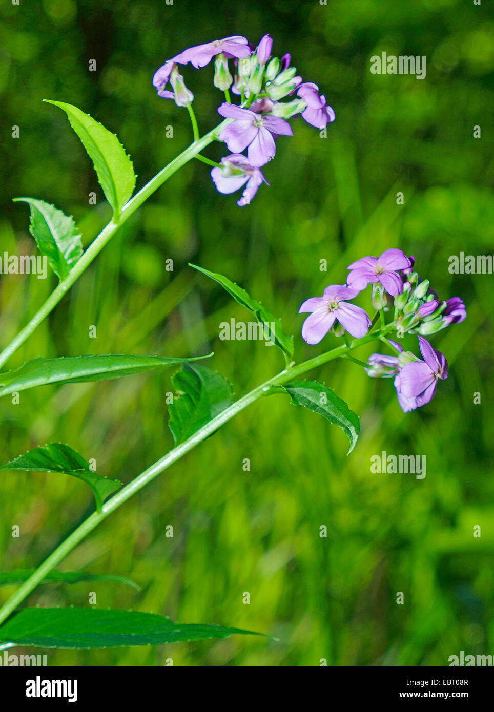 dame's-rocket, dame's-violet, garden rocket, Dame's rocket (Hesperis ...