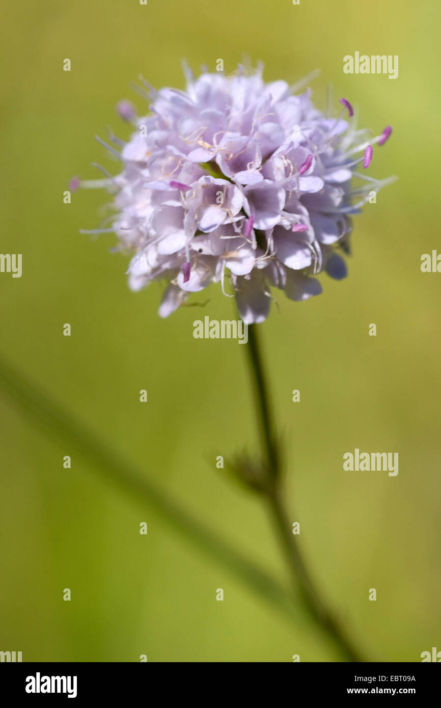 Devil's Bit Scabious (Succisa inflexa, Succisa inflexa), inflorescence ...