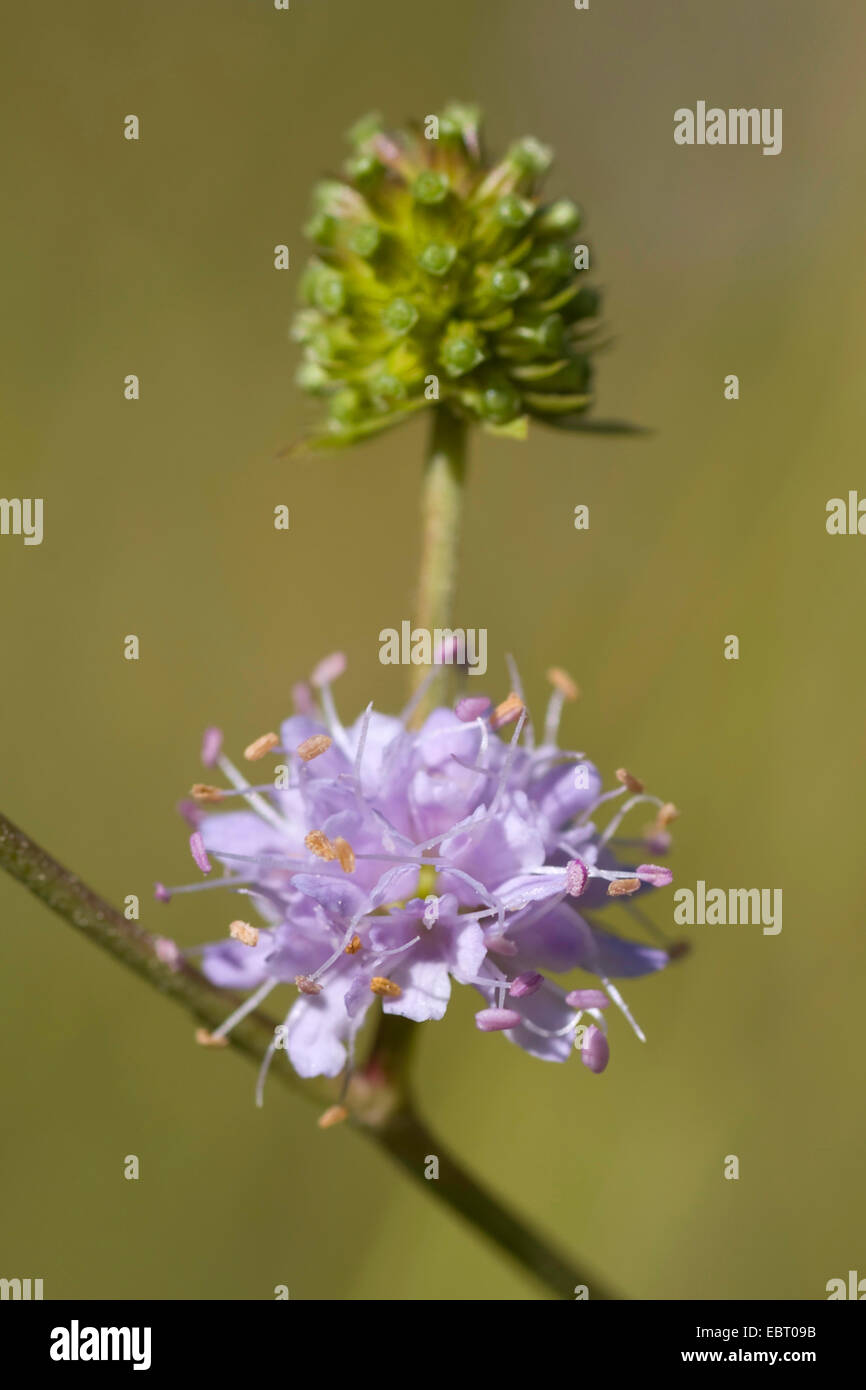 Devil's Bit Scabious (Succisa inflexa, Succisa inflexa), inflorescence ...