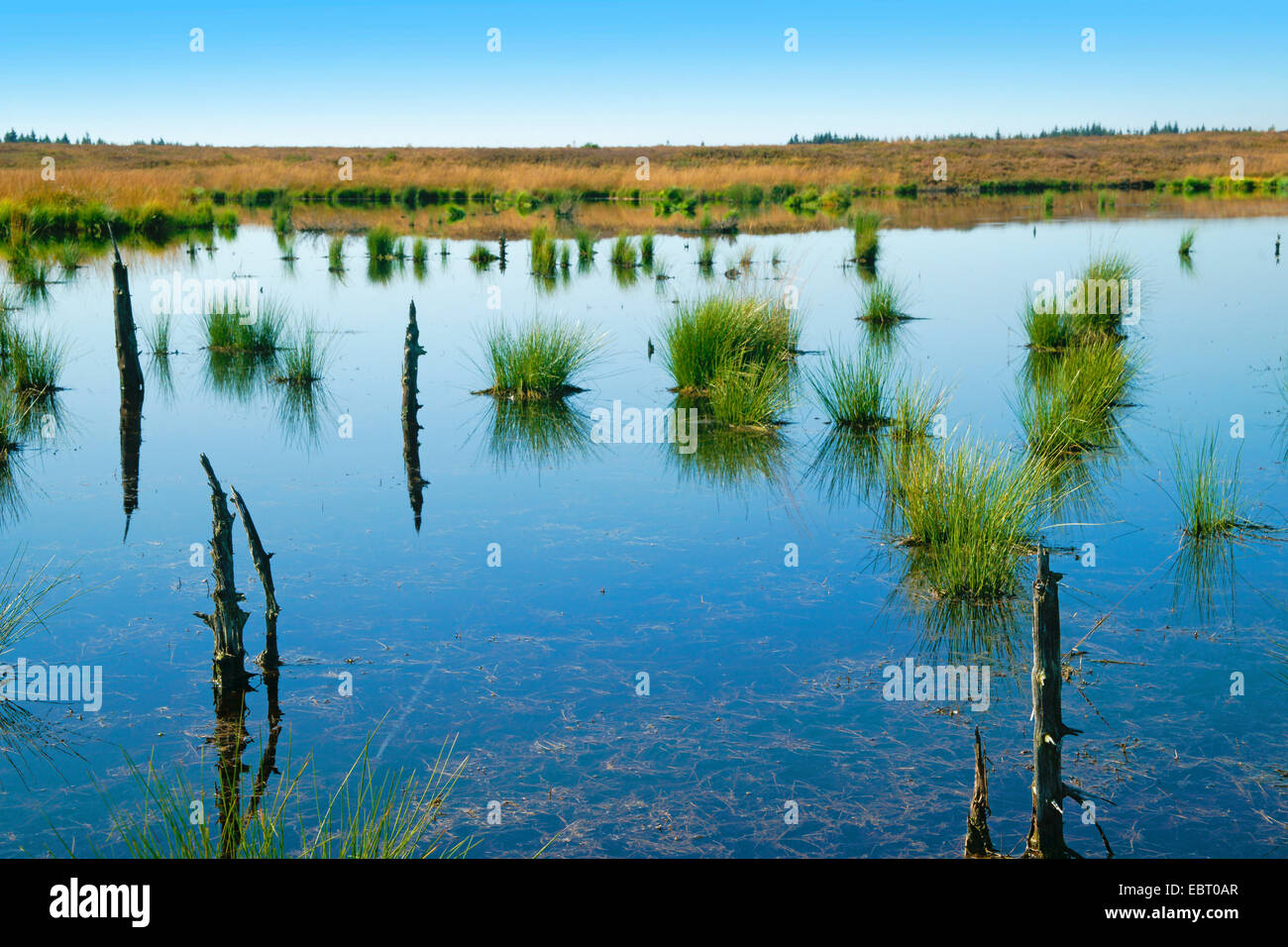 Plant of fens and bogs hi-res stock photography and images - Alamy