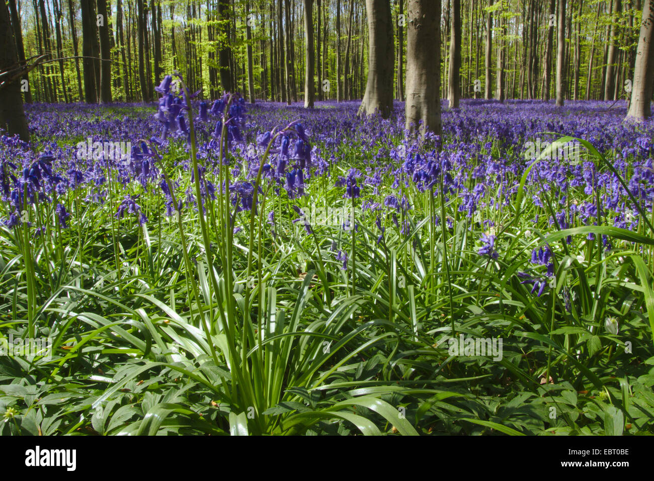 Atlantic bluebell (Hyacinthoides non-scripta, Endymion non-scriptus ...