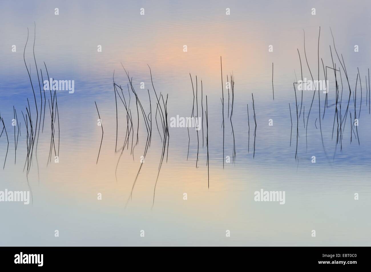 Wetland swamp water grass hi-res stock photography and images - Alamy