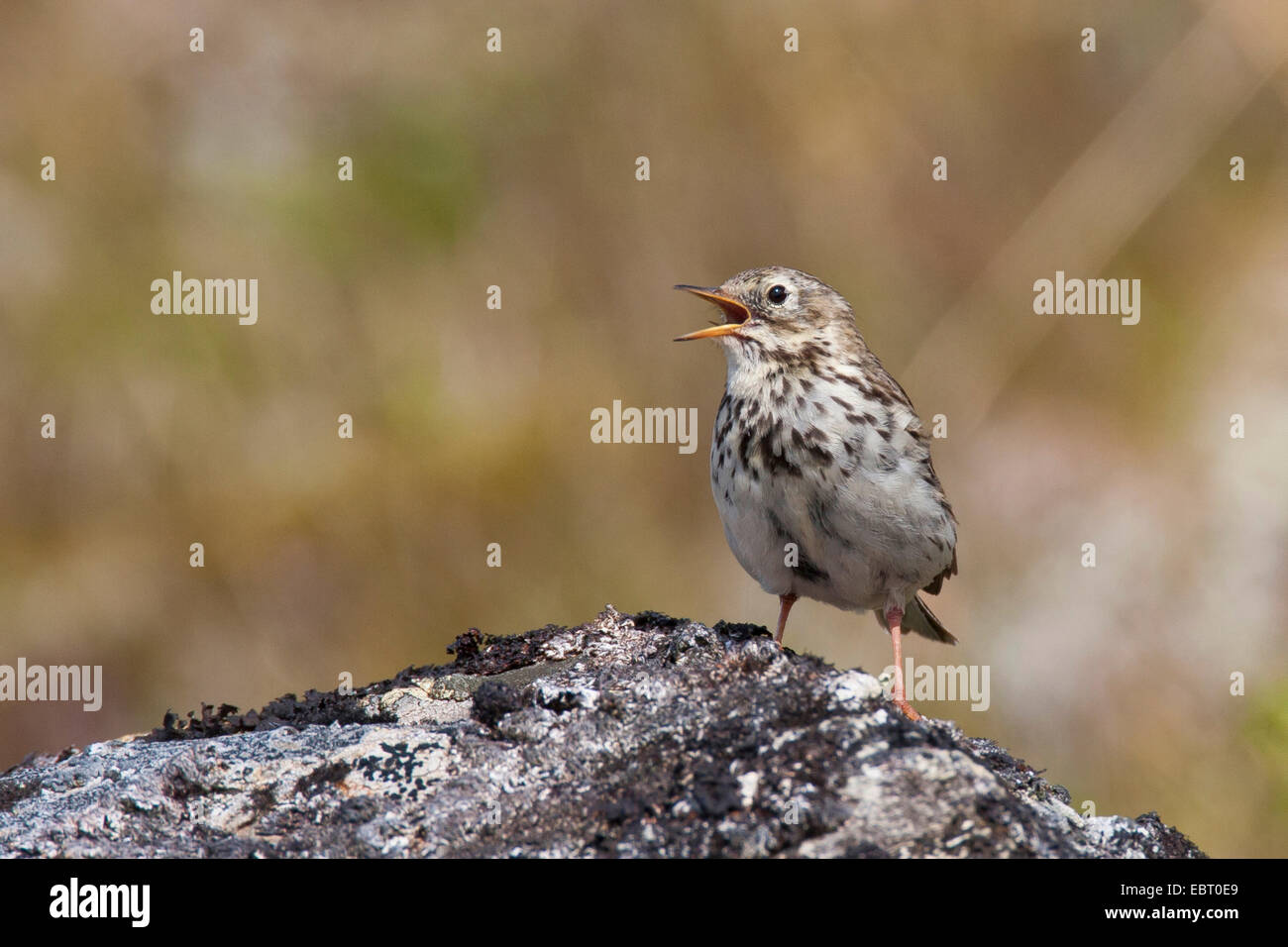 Meadow Pitpit (Anthus pratensis), on a stone, Germany Stock Photo - Alamy